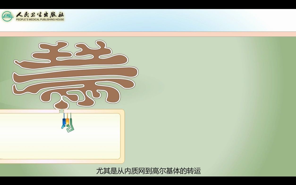11-3 MHCⅡ类分子对外源性抗原的提呈