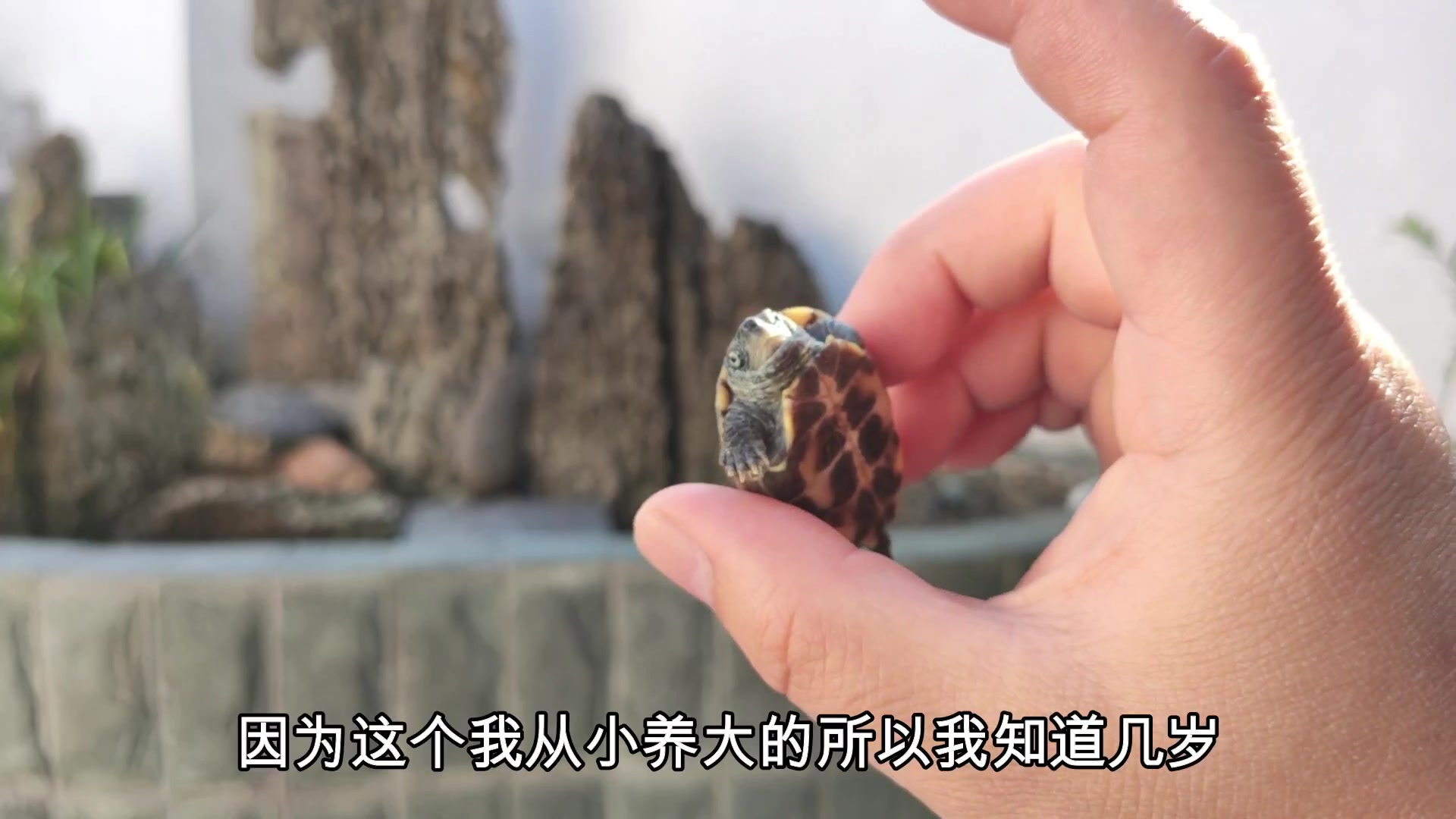 龟会认人吗?从小养大?。刀刻纹? 加温?野生?