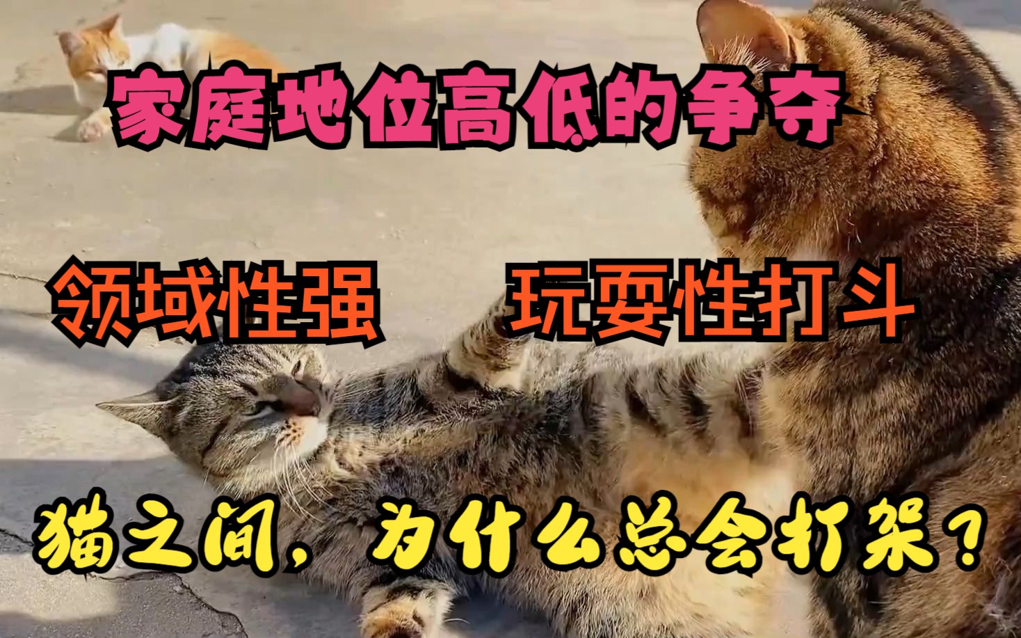 猫咪之间,为什么总会打架