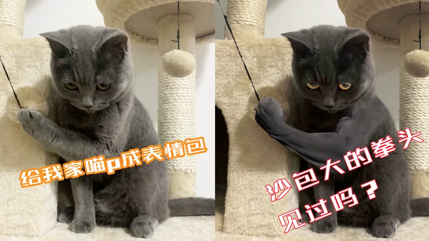 沙包大的拳头见过吗?网友求p表情包,小当家给p成了社会喵