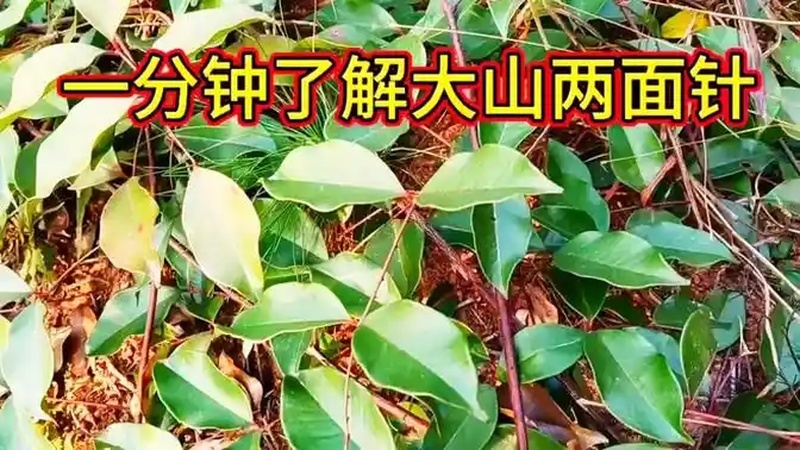 一分钟了解两面针植物