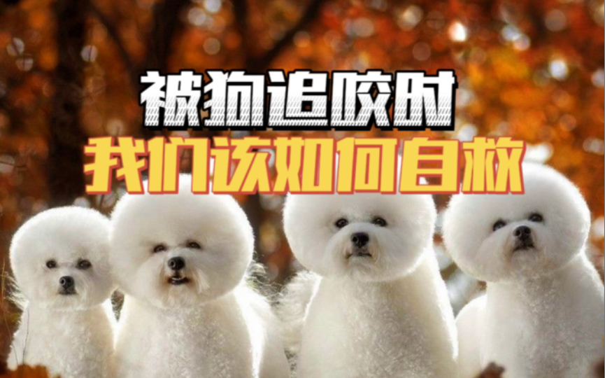 被狗追咬时、我们该如何自救