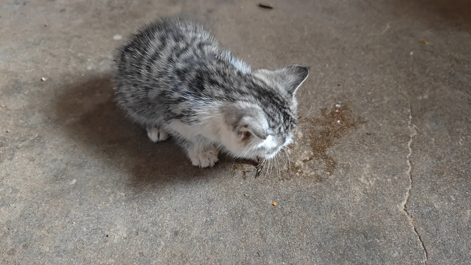 小猫咪第一次吃鱼,生怕别人抢了它的!