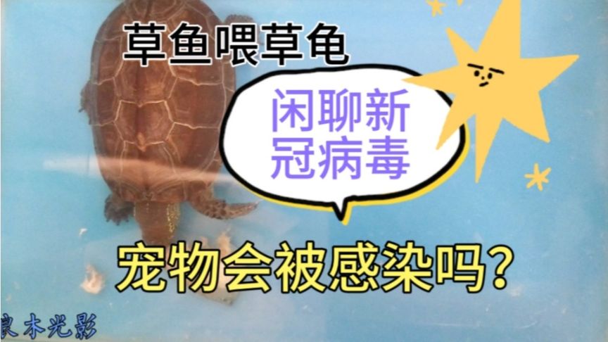 喂草龟,聊新冠。家养宠物会被感染新冠病毒吗?