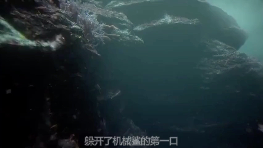 环境污染下的动物