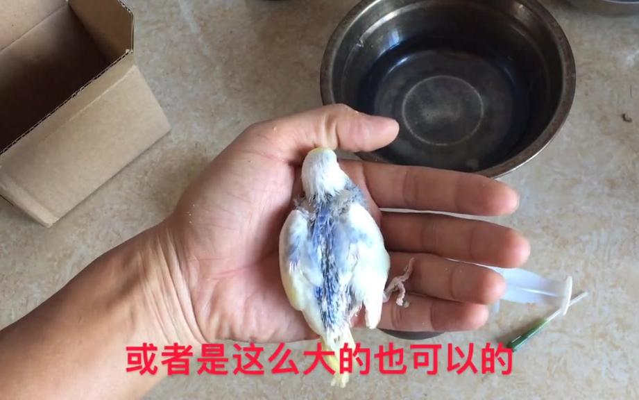 手养虎皮鹦鹉之针管大法,最快便捷的手养方法