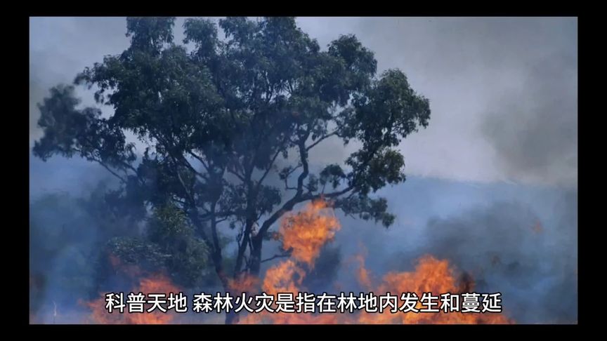 科普小天地、森林火灾的危害