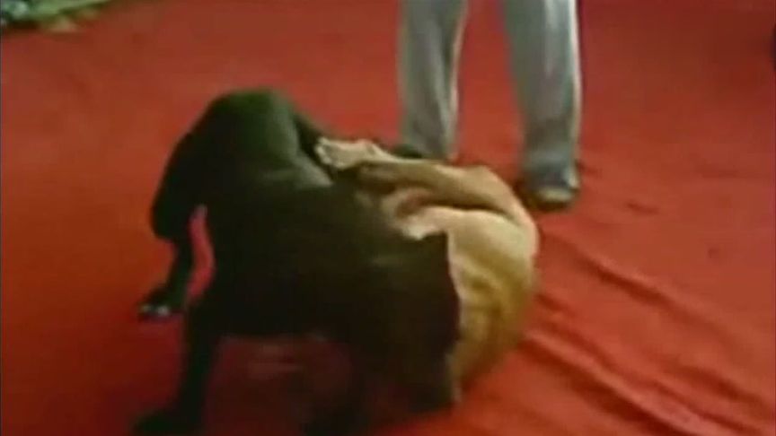 斗狗藏獒咬死比特犬斗狗比特vs藏獒斗狗打架