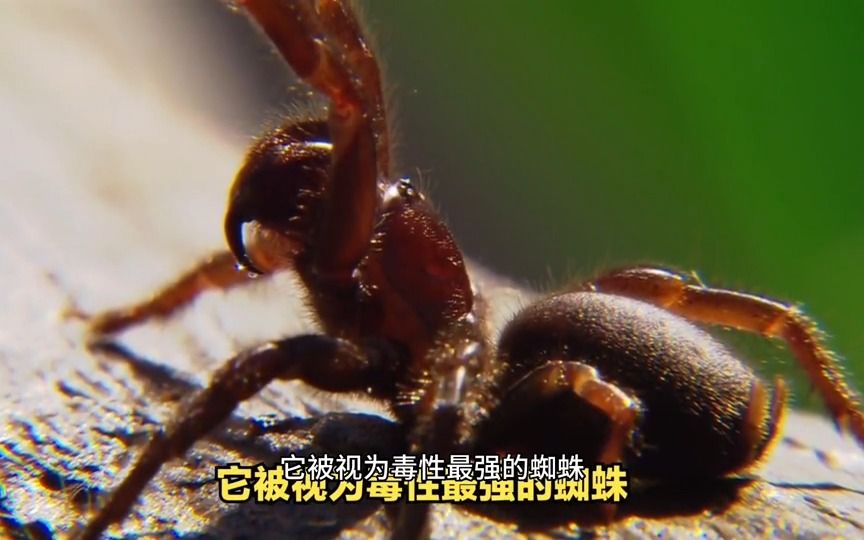 动物趣闻:世界十大毒王,黑曼巴排名居然是倒数第一(下)