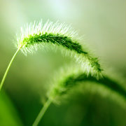 停留夏天的背影 