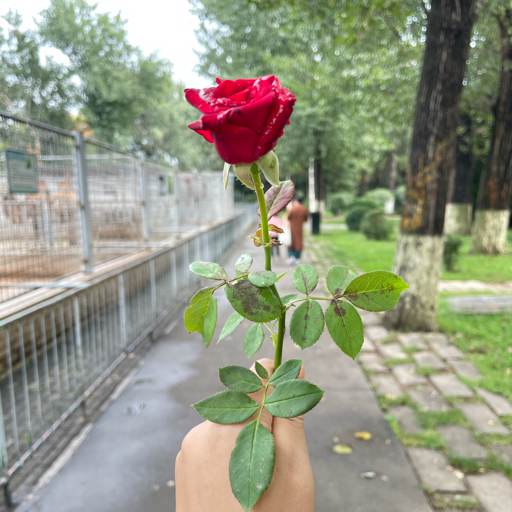 宝文理定研学姐 