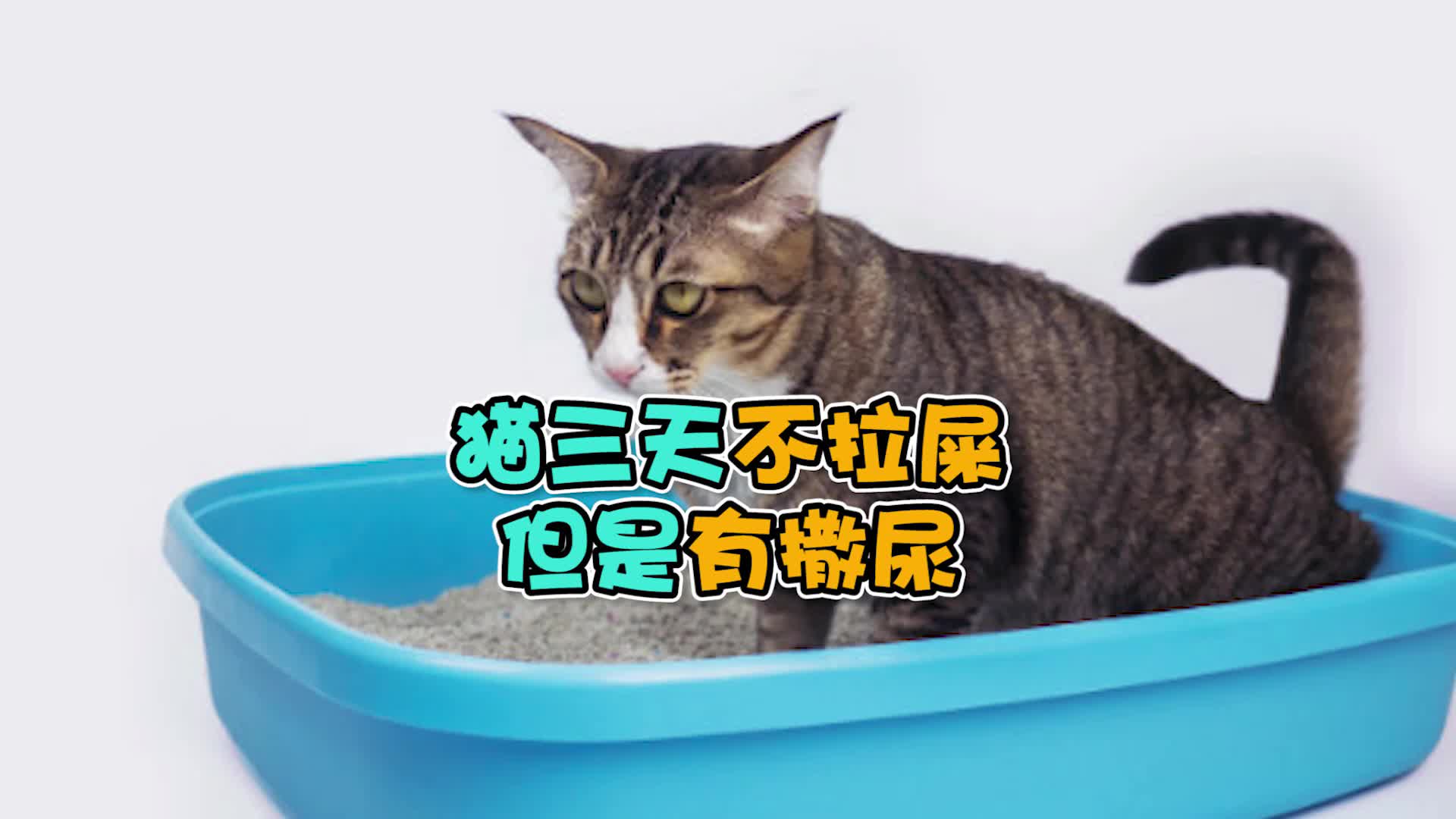 猫三天不拉屎但是有撒尿