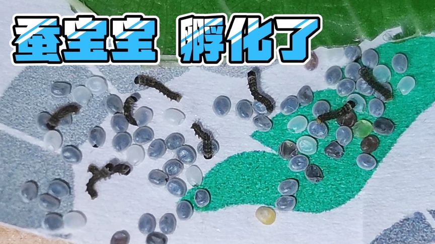 刚从卵里孵化的蚕宝宝原来长这样!你养过蚕吗?真的太有意思了!