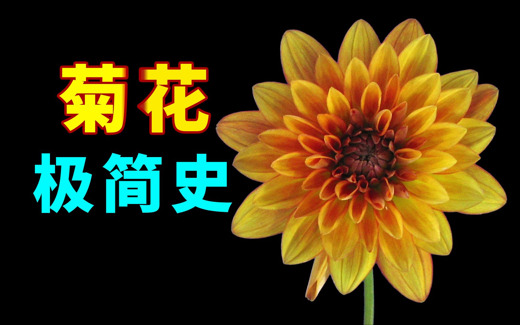 菊花极简史:菊花由一种植物到包含多种文化概念的演变历史