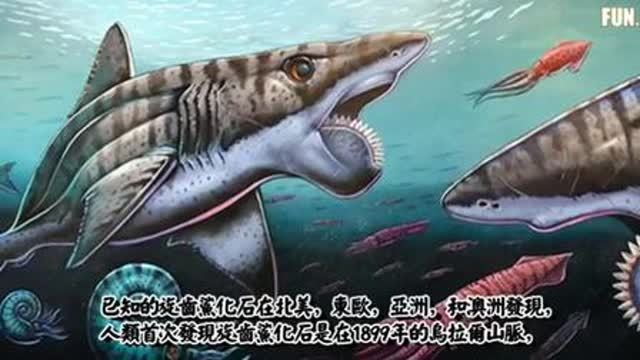 旋齿鲨是世界上最可怕的鲨鱼,体长是大白鲨的两倍