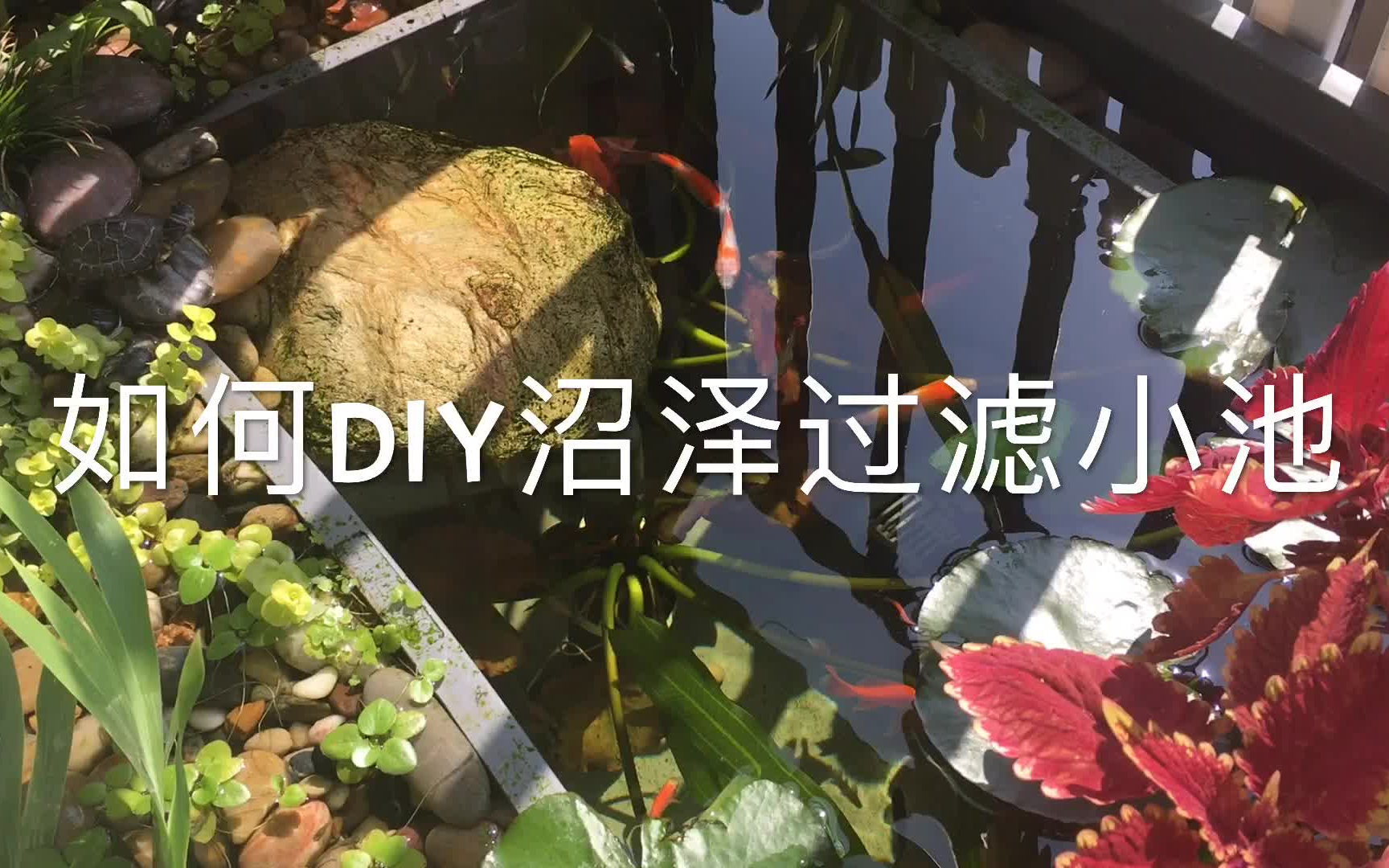如何DIY沼泽过滤迷你池