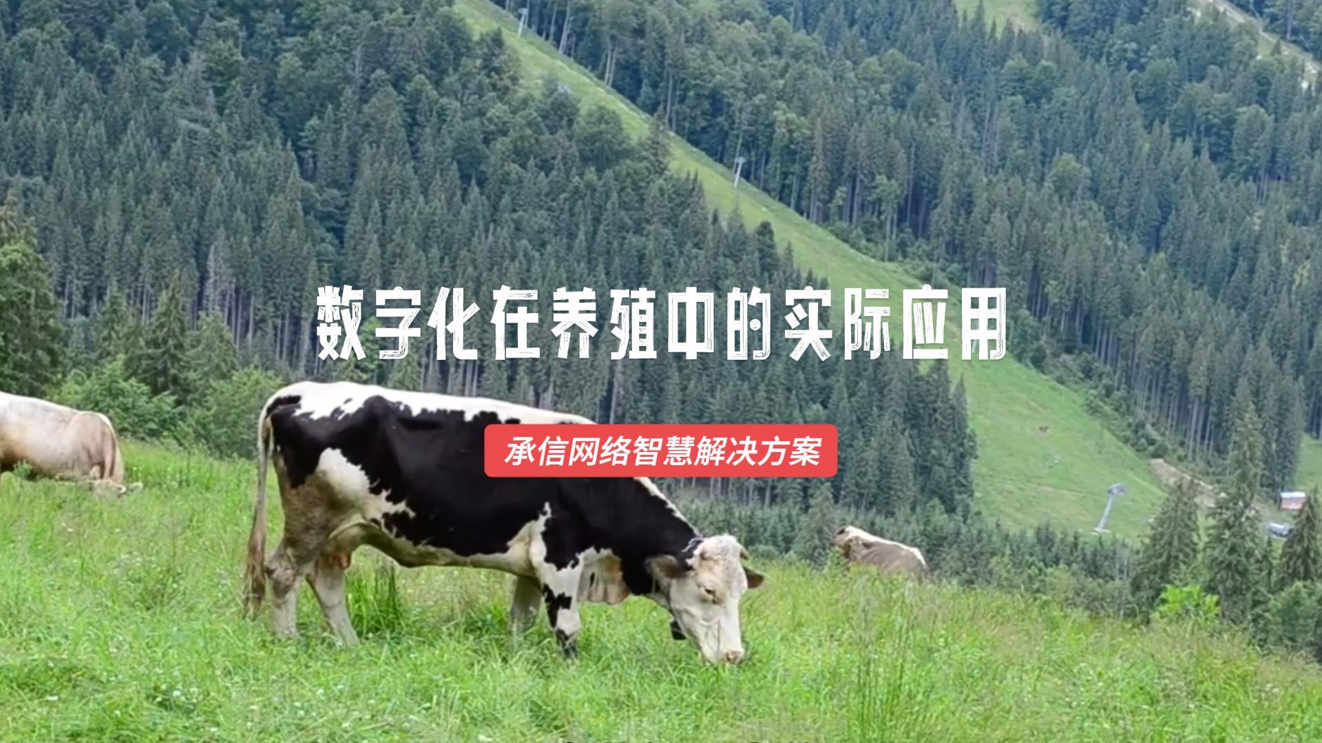 数字化在养殖业中的实际应用