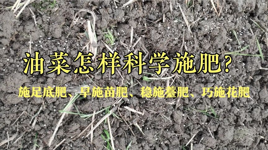 油菜要长好,科学施肥有方法,做好“足、早、稳、巧”四点