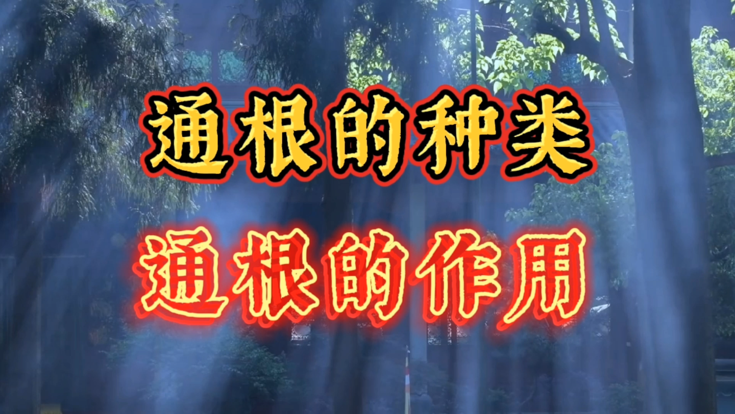 八字命理:怎么理解通根?通根有几种现象?天干通根的作用有多大?