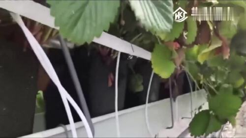 现代农业技术-无土栽培