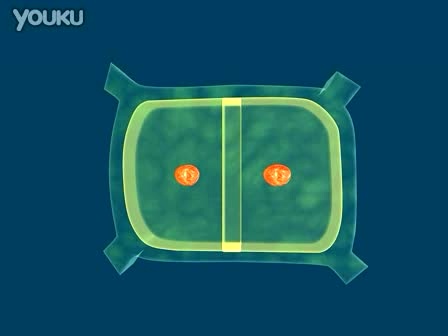 初中生物3D视频植物细胞分裂过程示意