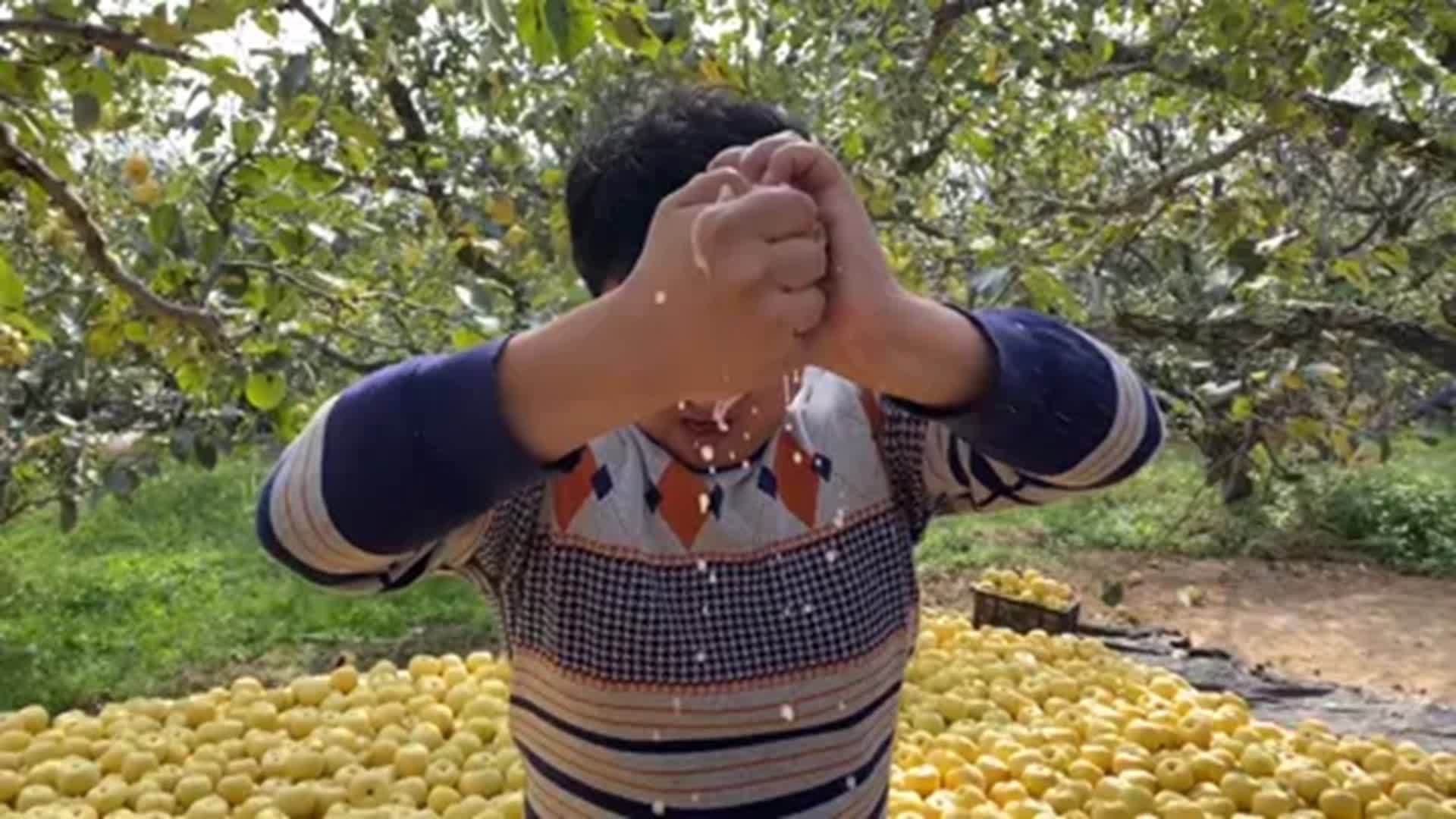 农村万亩酥梨成熟啦,满树都是黄色的梨子,丰收的景象真喜人