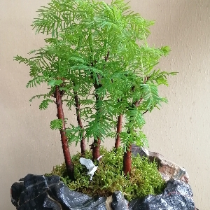 波哥玩盆景养花卉 