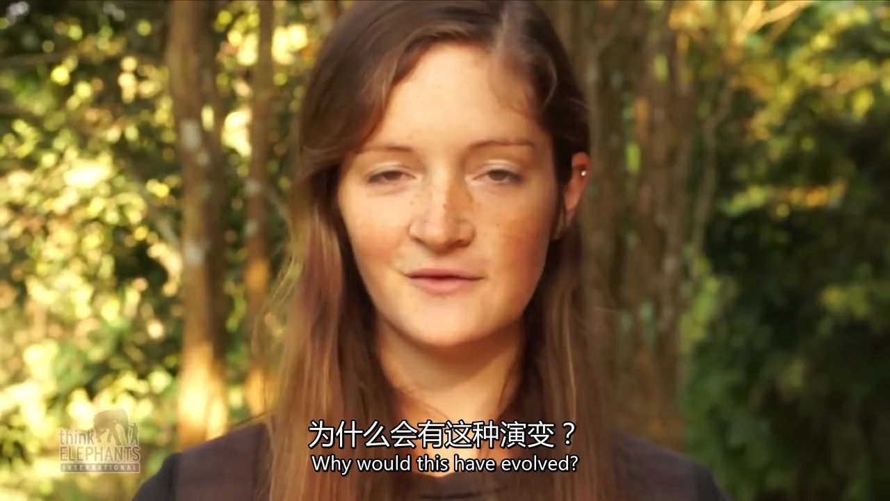 【大象智商有多高】心理学行为主义~镜像自我识别~现场版 (2015年 ...