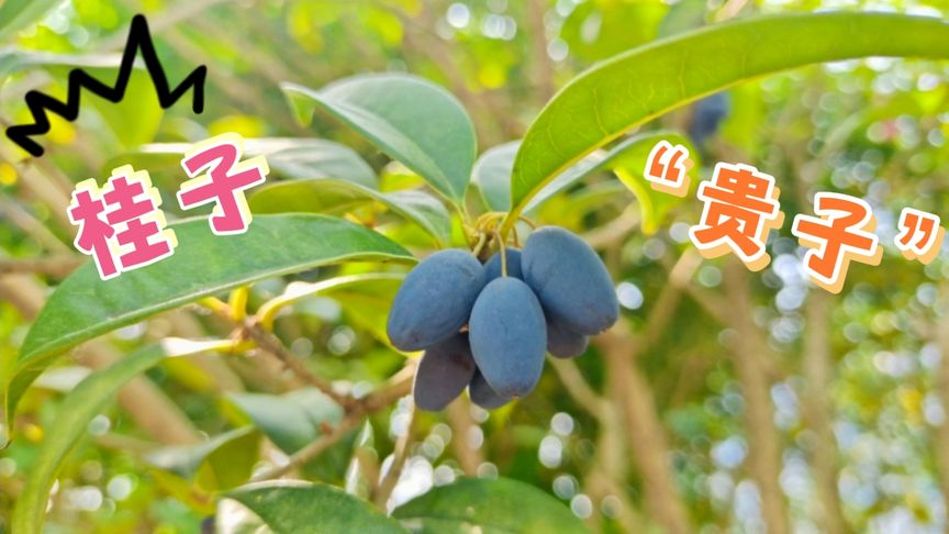 桂花树结的果子叫桂子,与贵子同音,所以自古被视为吉祥的象征