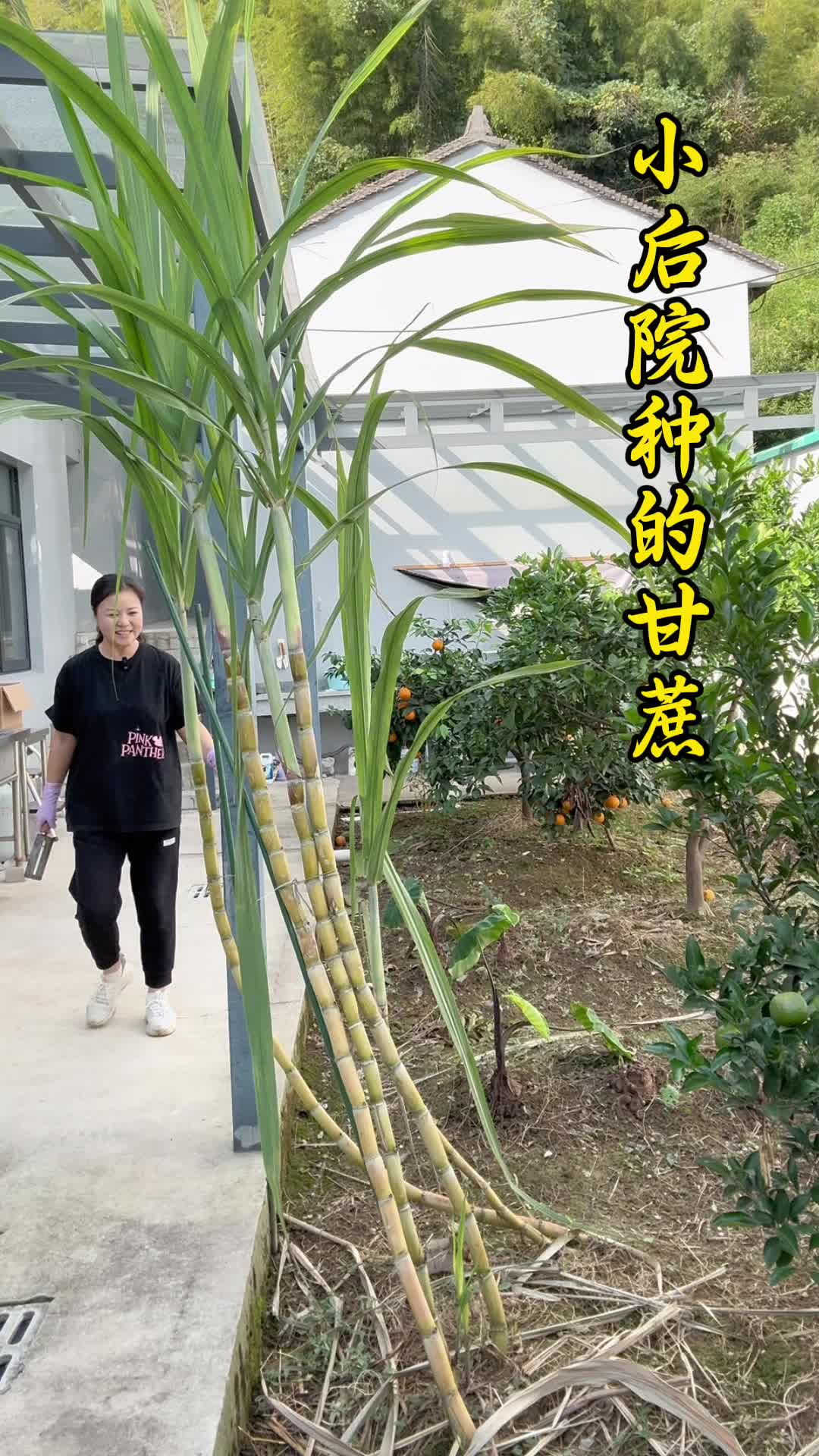 #想吃啥后院百果园去找#现砍一根甘蔗吃#还留了几根你想吃吗#我的...