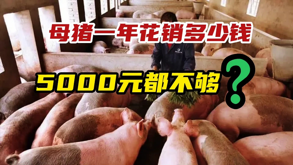 2022年一头母猪饲养成本多少钱,5000元都可能不够,接近6000元!