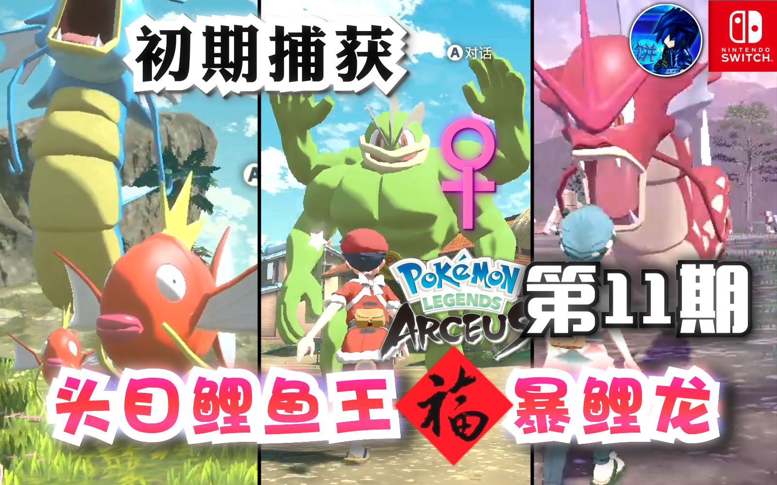 【宝可梦传说 阿尔宙斯】初期获取头目鲤鱼王/暴鲤龙!闪光头目母怪力?