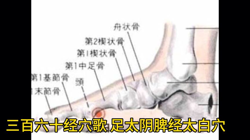 足太阴脾经太白穴歌诀及取穴法