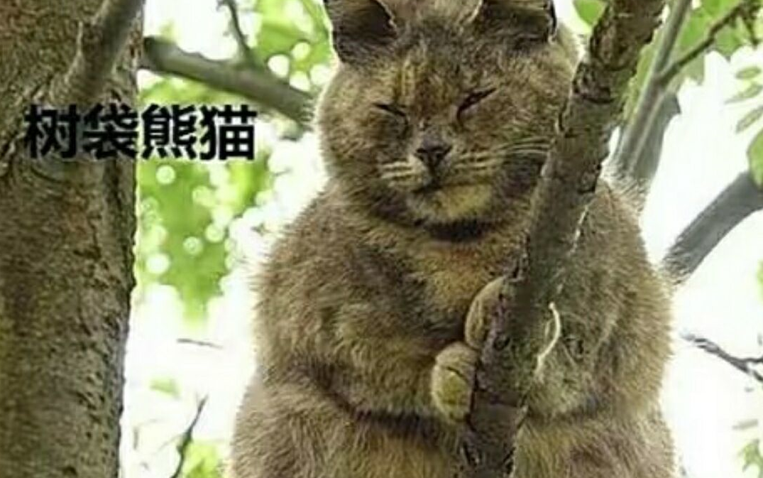 很推荐的C++网吧收银系统视频