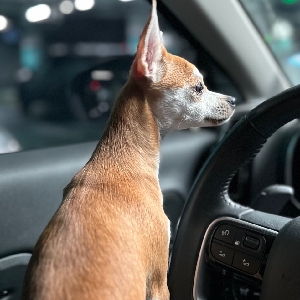 驴子啥都不知道 