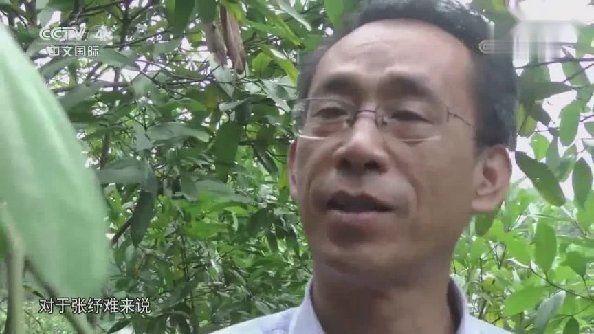 专家开方常用桂枝、肉桂,却是头回见到真正桂树,又长了不少知识