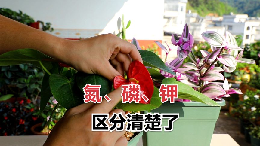 养花少不了肥料,区分清楚氮、磷、钾的作用,养花事半功倍