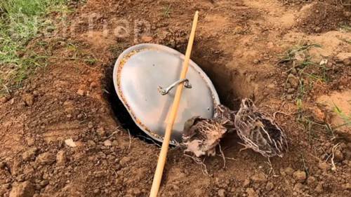 男子设置了陷阱抓捕小鸟,不料结果真是太惊喜了