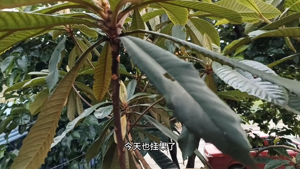 枇杷种植管理分享,枇杷树形