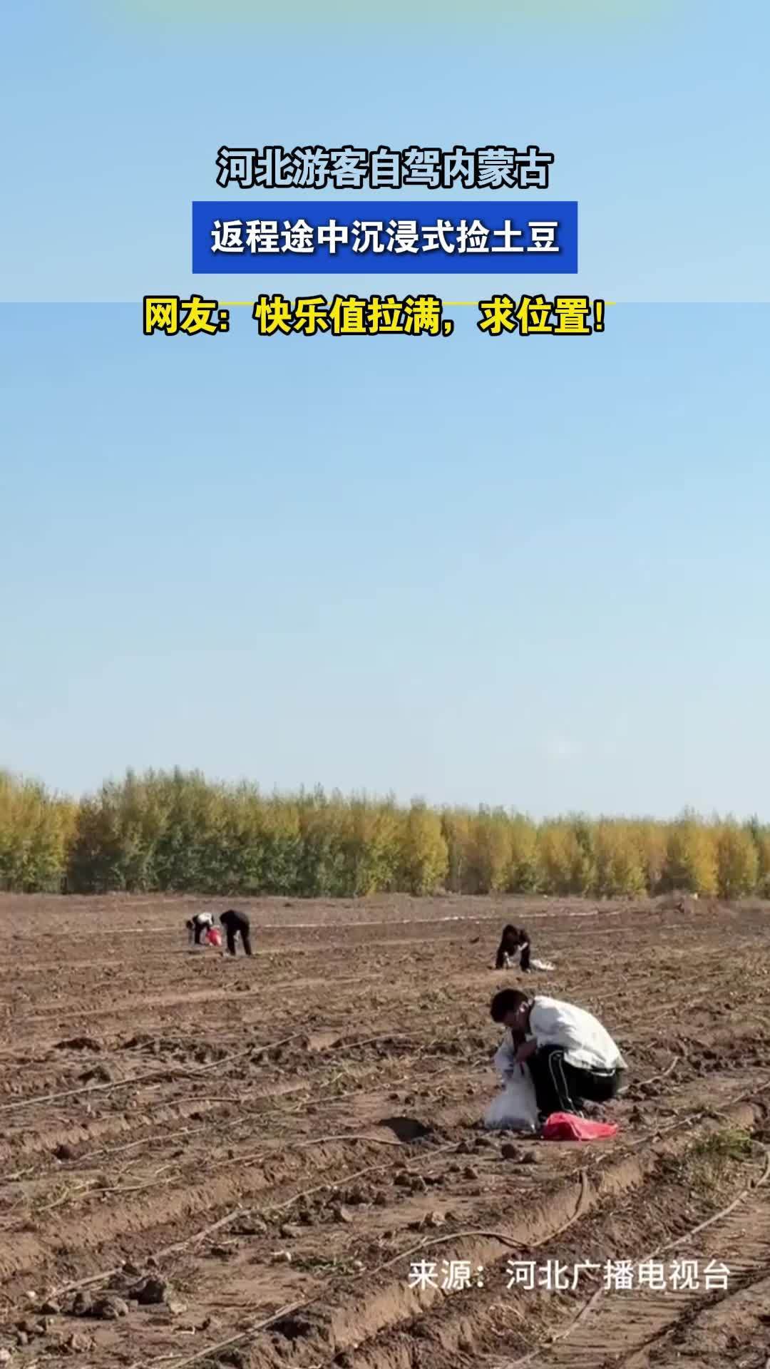 河北游客自驾内蒙古,返程途中沉浸式捡土豆