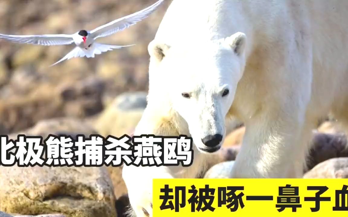 北极熊捕杀燕鸥幼崽,燕鸥高空俯冲,结果北极熊被啄一鼻子血!