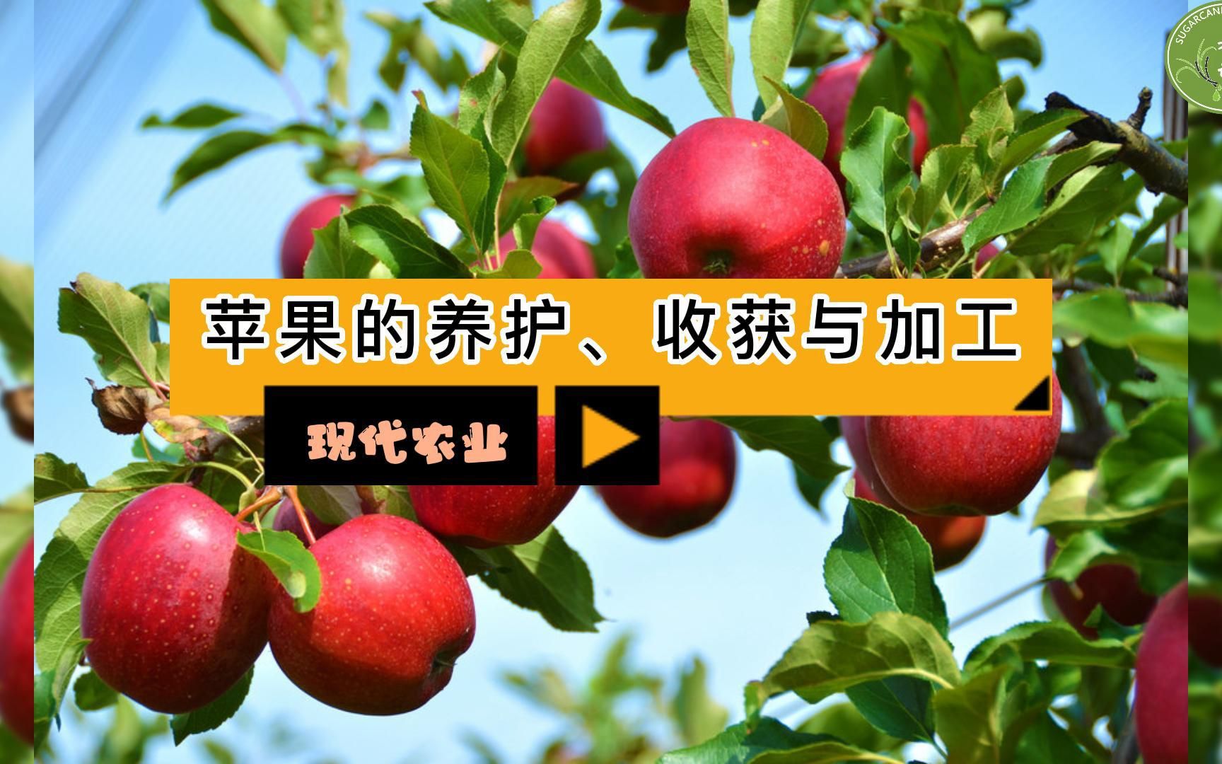 现代农业之——苹果的养护、收获与加工(老王讲糖系列视频)