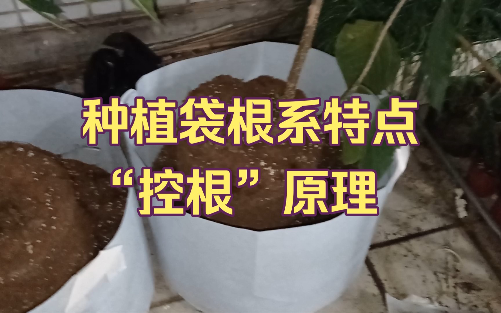 种植袋中的植物根系特点,以及如何实现控根