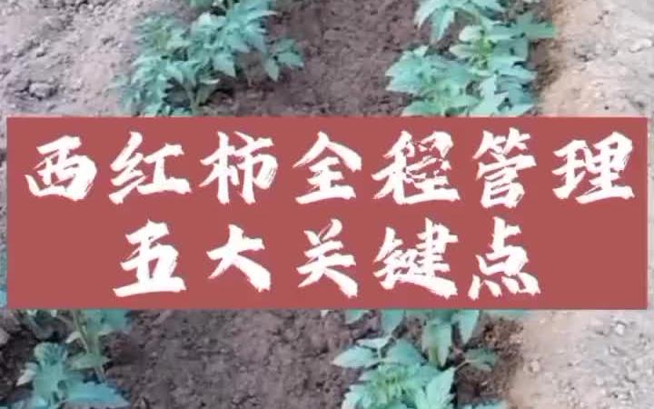 西红柿全程管理五大关键点花肥花 西红柿种植技术和管理 番茄种植技术
