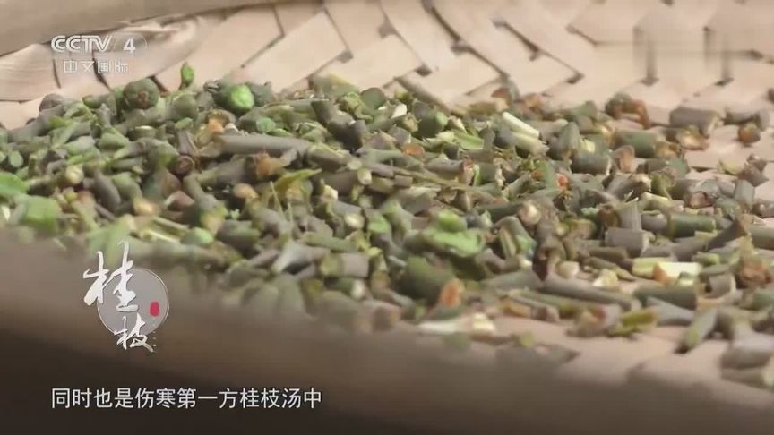 肉桂树入药部位众多,那什么样的桂枝入药最佳呢?一起来看看吧
