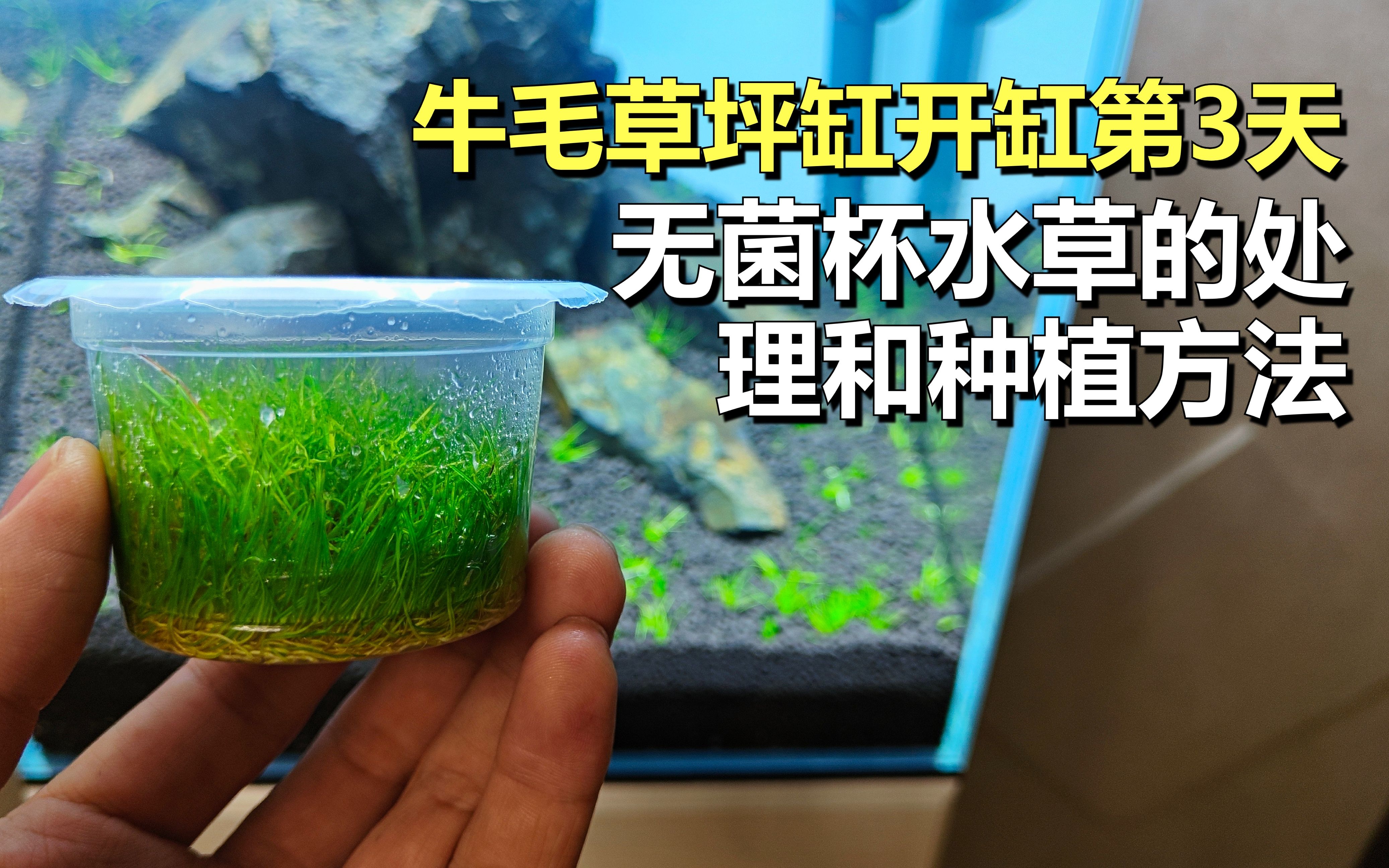 牛毛草坪缸开缸第三天,讲下无菌杯水草的处理与种植方法