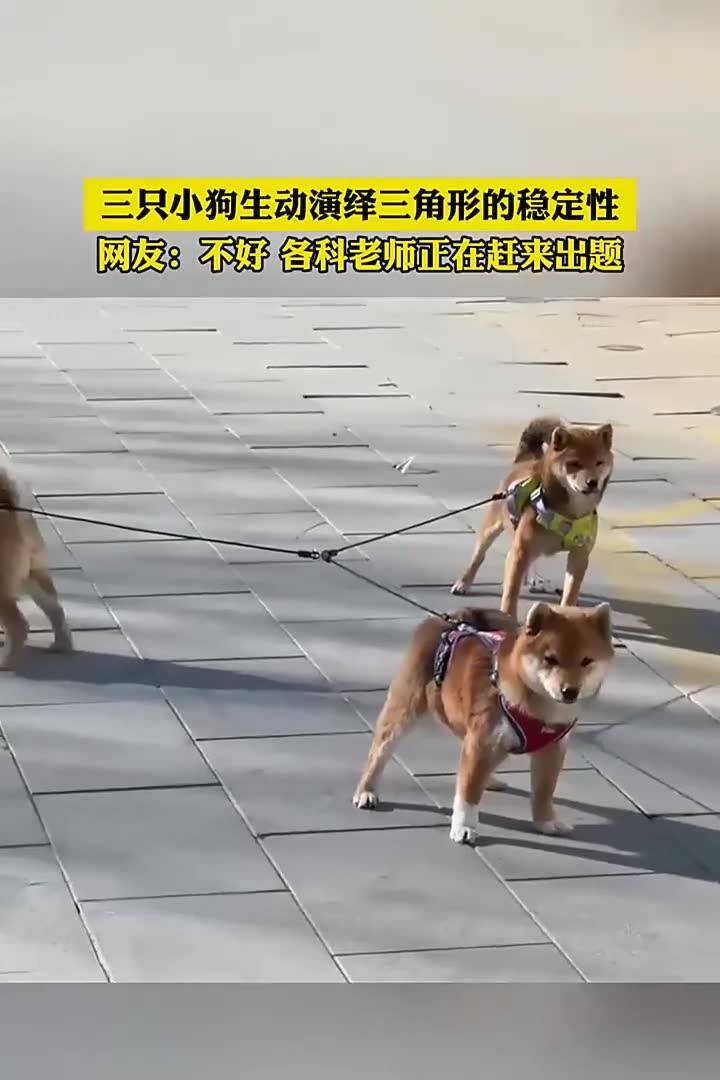 三只小狗生动演绎三角形的稳定性,"原来这就是传说