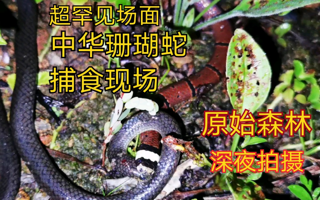 超罕见场面 中华珊瑚蛇野外捕食记录,夜入原始森林山中拍摄