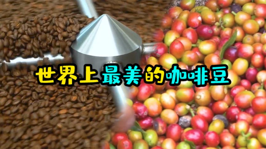 世界上最美的咖啡豆,只能栽种在火山斜坡上,年产量达200万磅