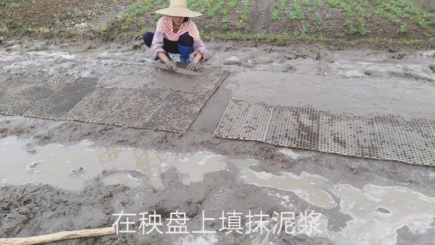 水稻抛秧苗育秧过程,教科书式文字讲解,人人可学